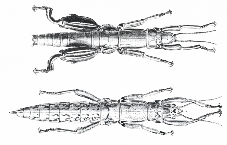 An ancient volcanic island hid this insect for 80 years while the world ...